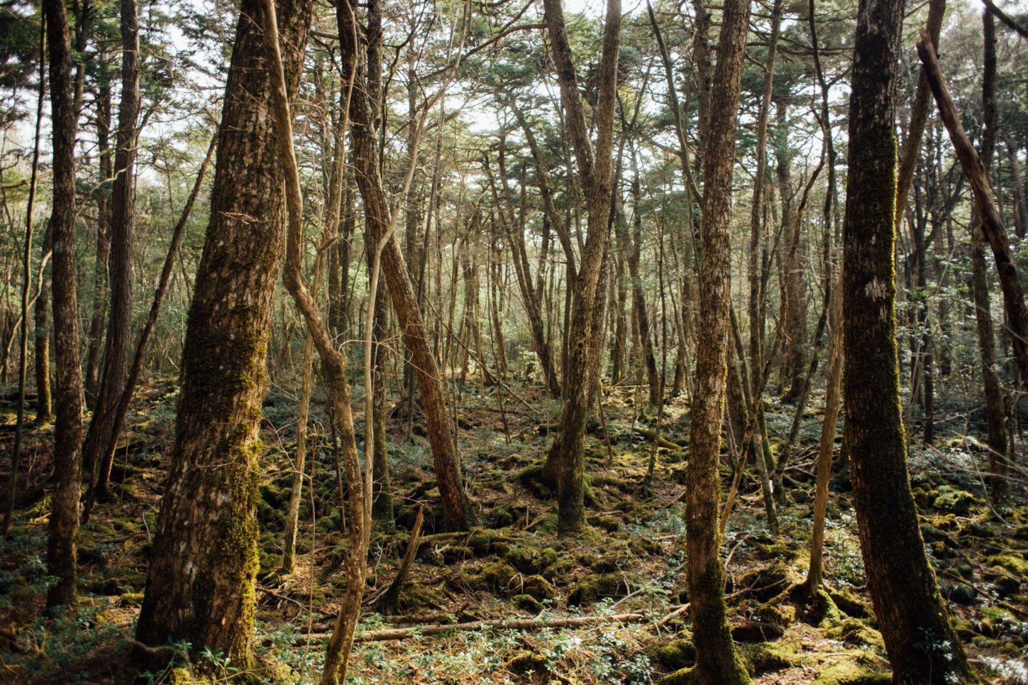 La foret maudite d Aokigahara